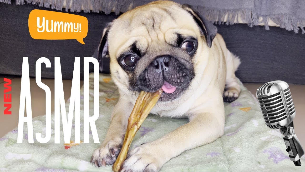 Cute Hungry Pug Chewing With Sound 🐶🦴 🎶 - YouTube