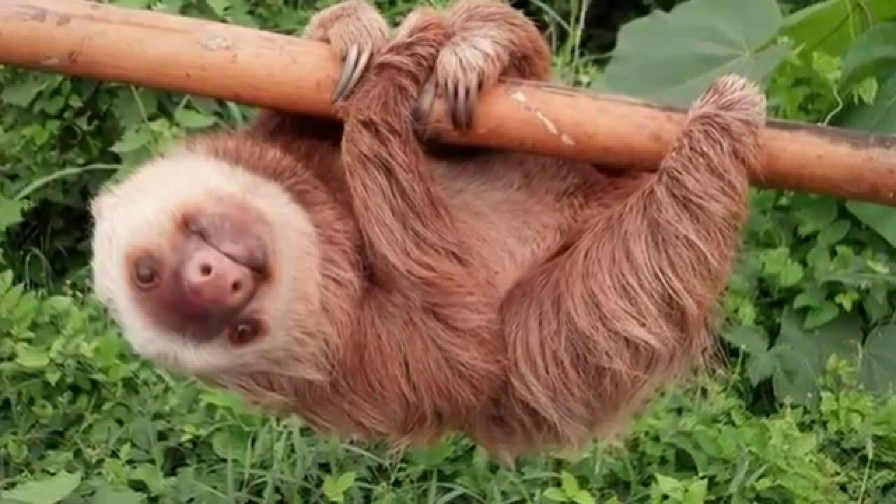 Sloth found clinging to Ecuador highway barrier happy in wild habitat ...