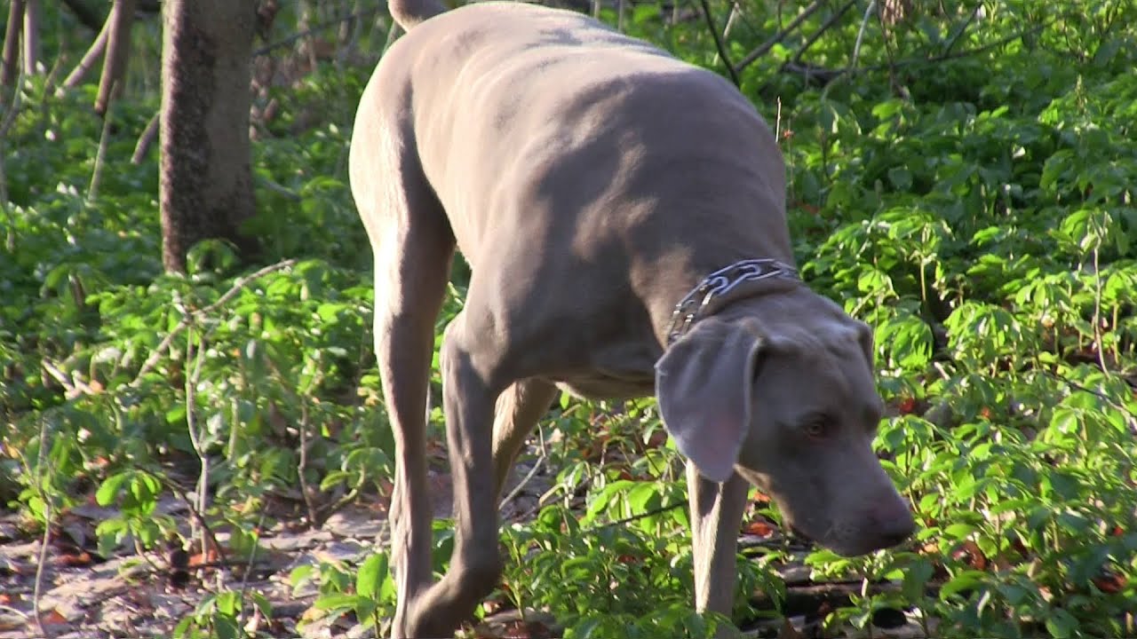 Deer Romp - Holder The Weimaraner 4/5/22 - YouTube