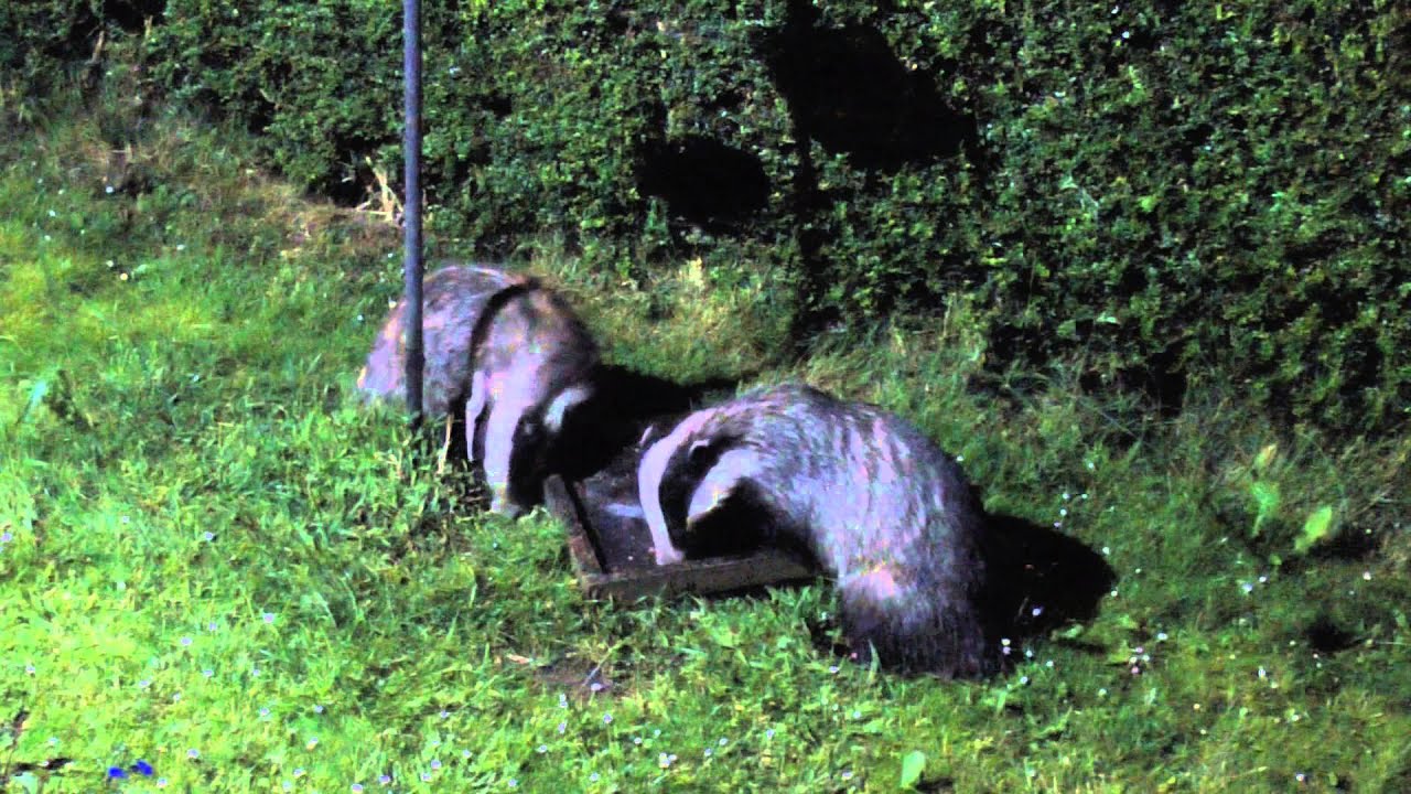 Garden Badgers - YouTube