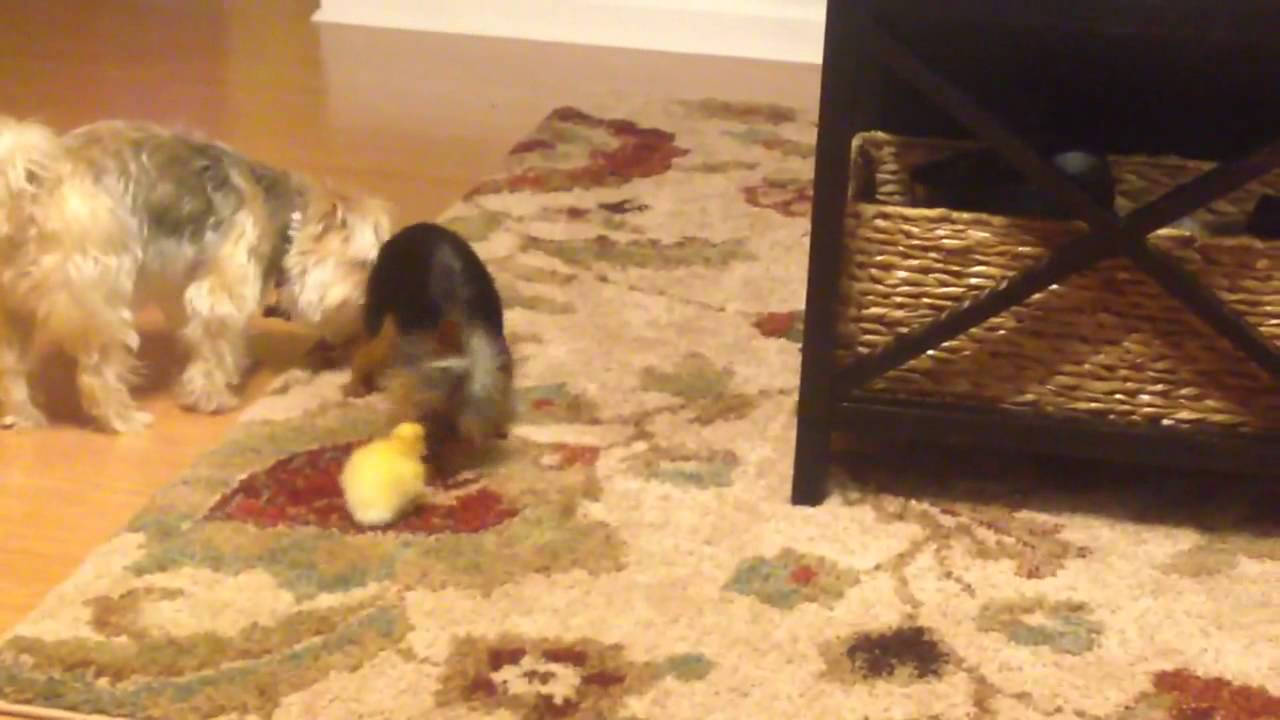 Duck chasing dog - YouTube