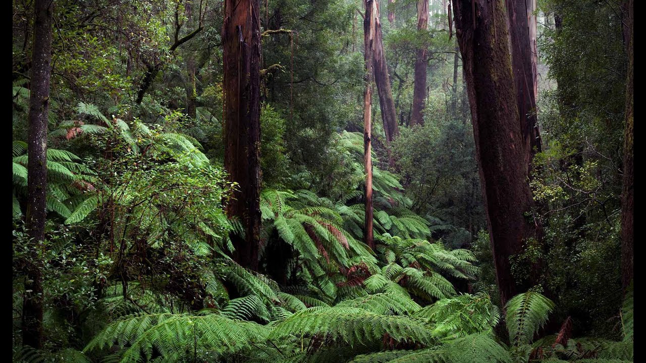 Victorian Rainforest Australia Relaxation Sounds - YouTube