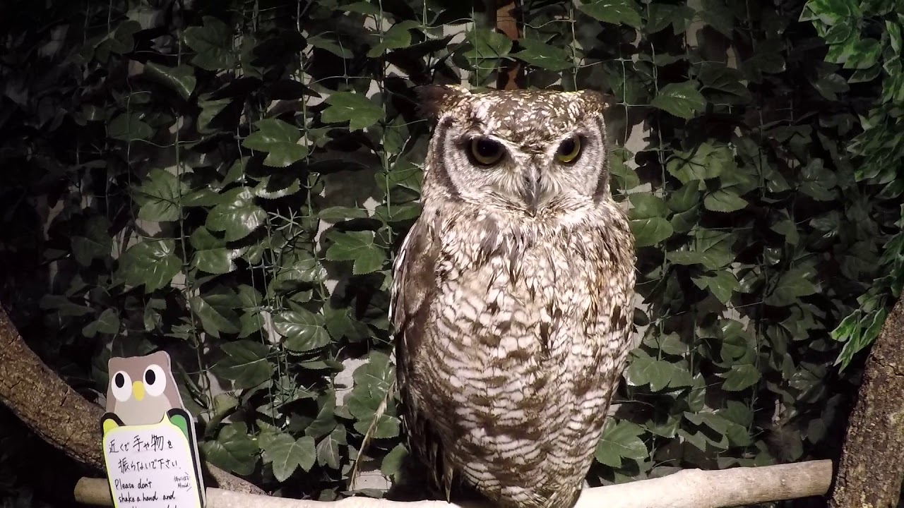 Owl Museum - YouTube