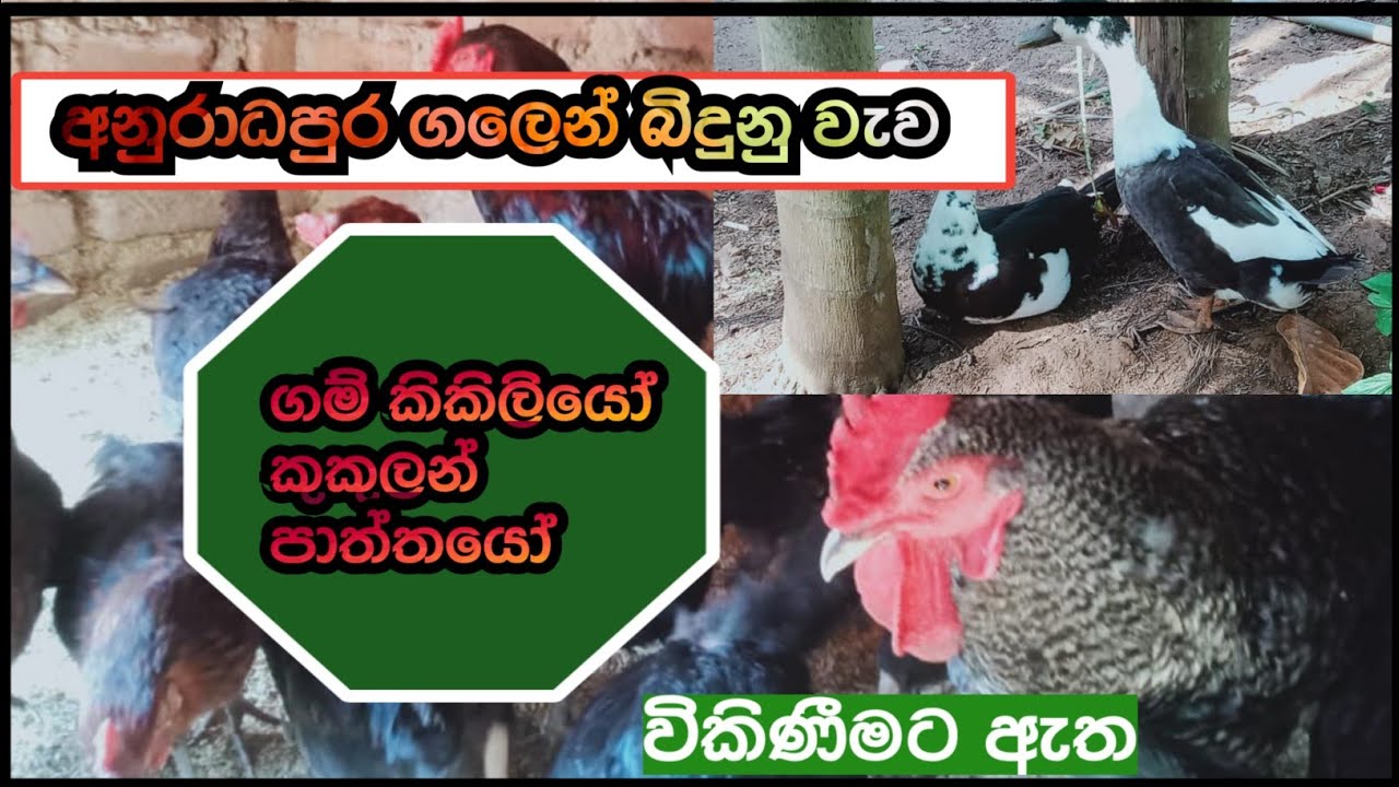 gam kukulan vikinimata #78 / gam kikiliyo vikinimata / gam kukul patau ...