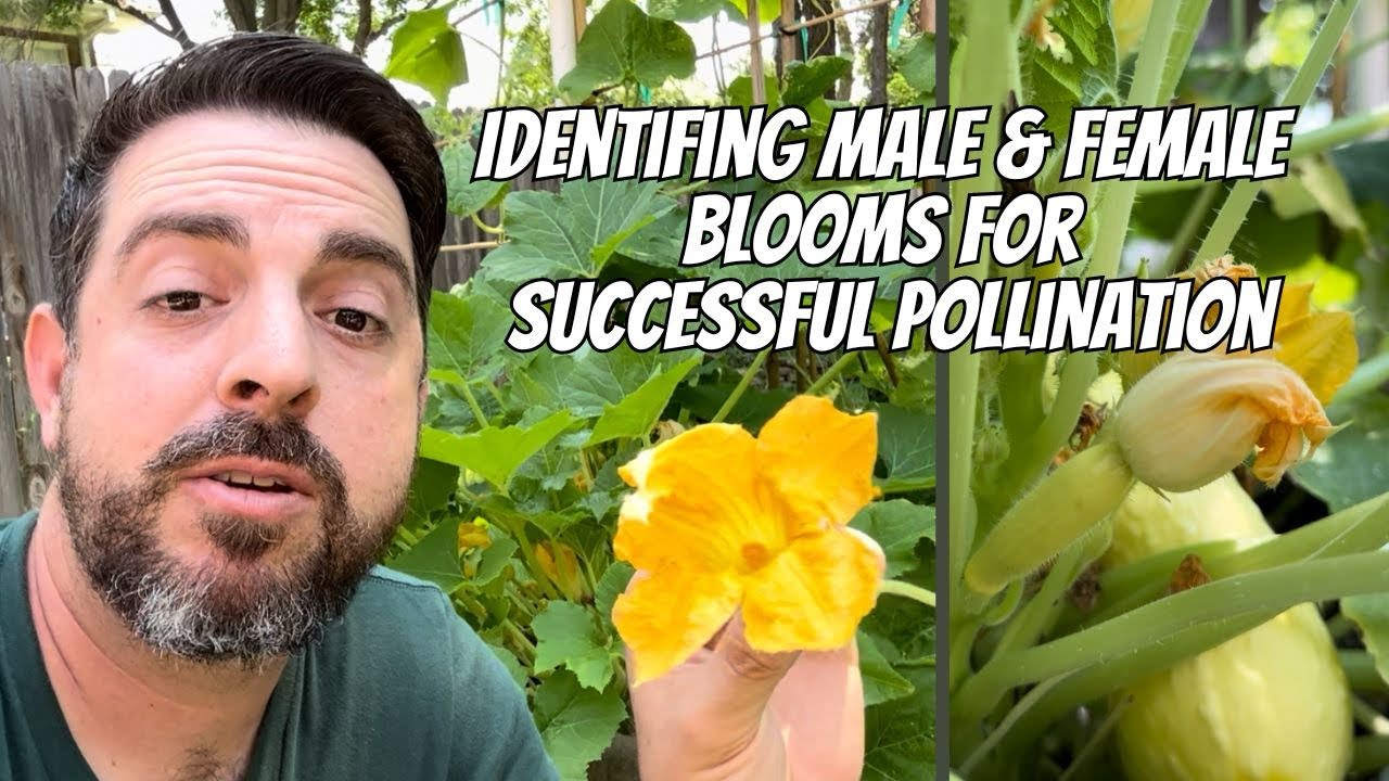 Identifying Male & Female Blooms for Successful Pollination - YouTube