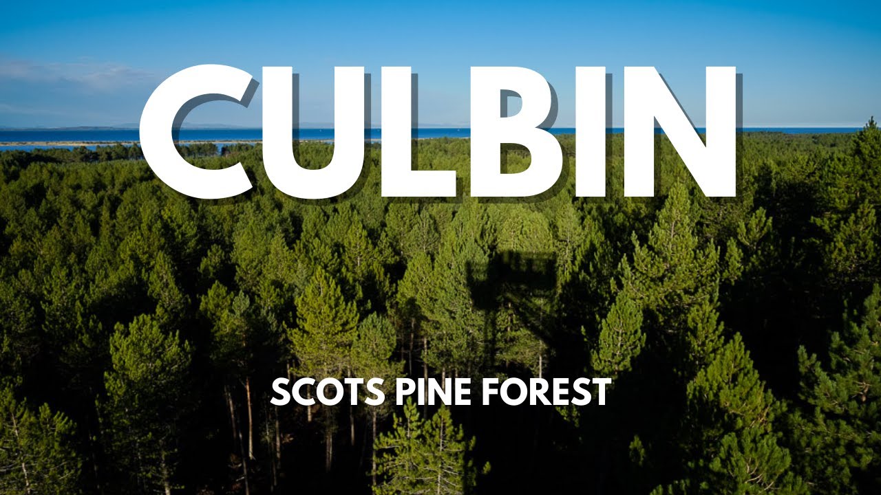 Culbin Forest 2022 - Scots Pine Forest in the Scottish Highlands - YouTube