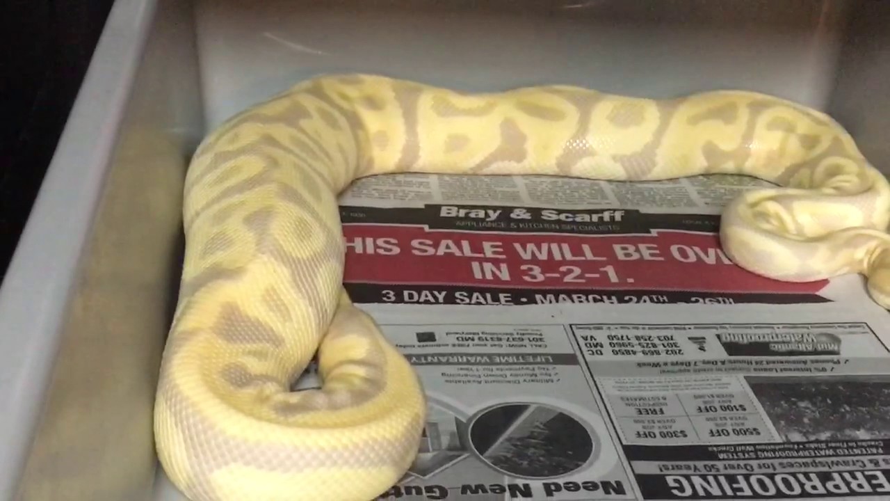 Ball python clutch 5 and some updates - YouTube