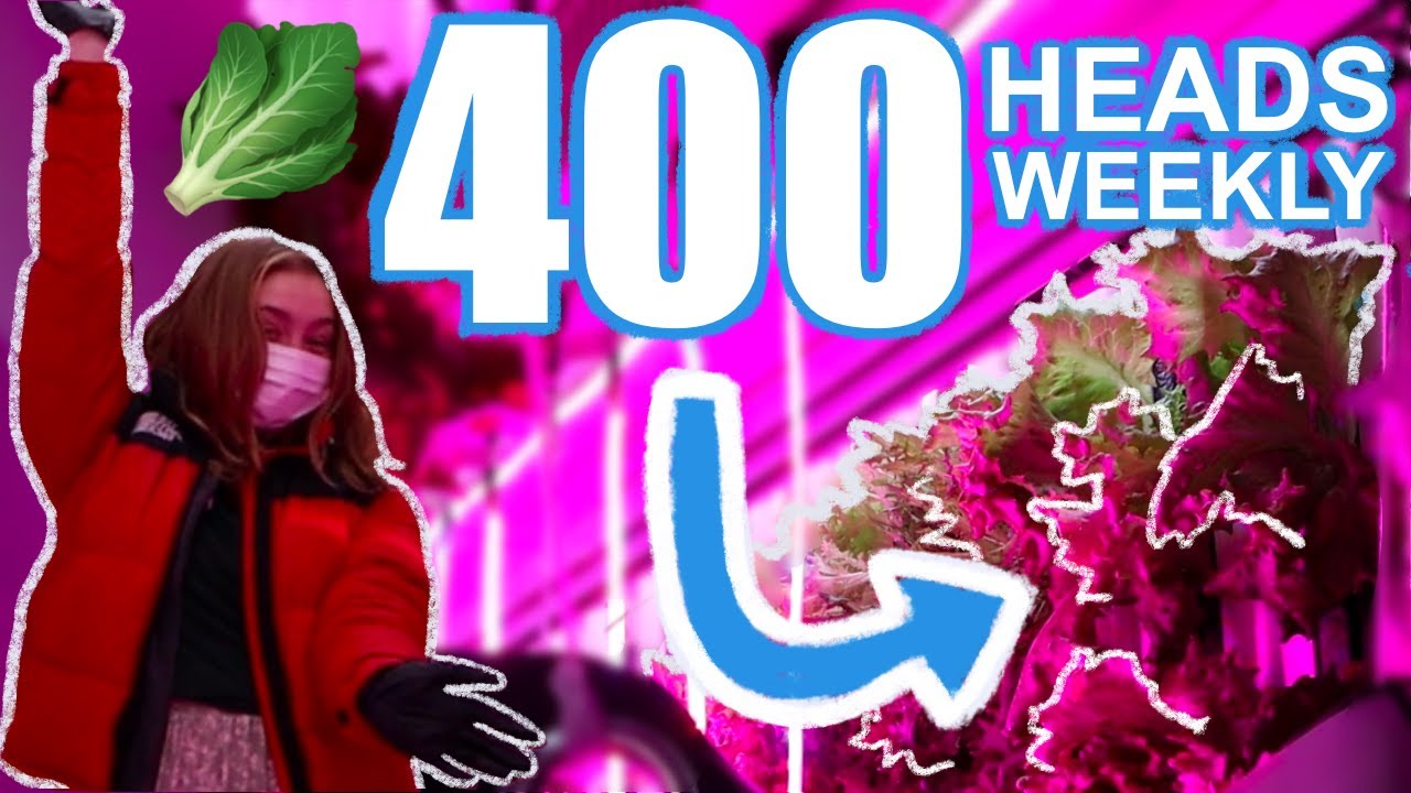 farming in a SHIPPING CONTAINER!? *hydro farm tour* - YouTube