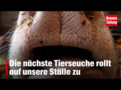 Die nächste Tierseuche rollt auf unsere Ställe zu | krone.tv NEWS