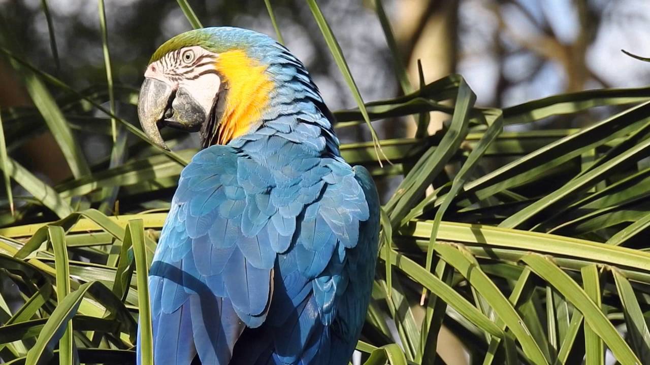 ARARA-CANINDÉ (ARA ARARAUNA), BLUE-AND-YELLOW MACAW, ARARA-DE-BARRIGA ...