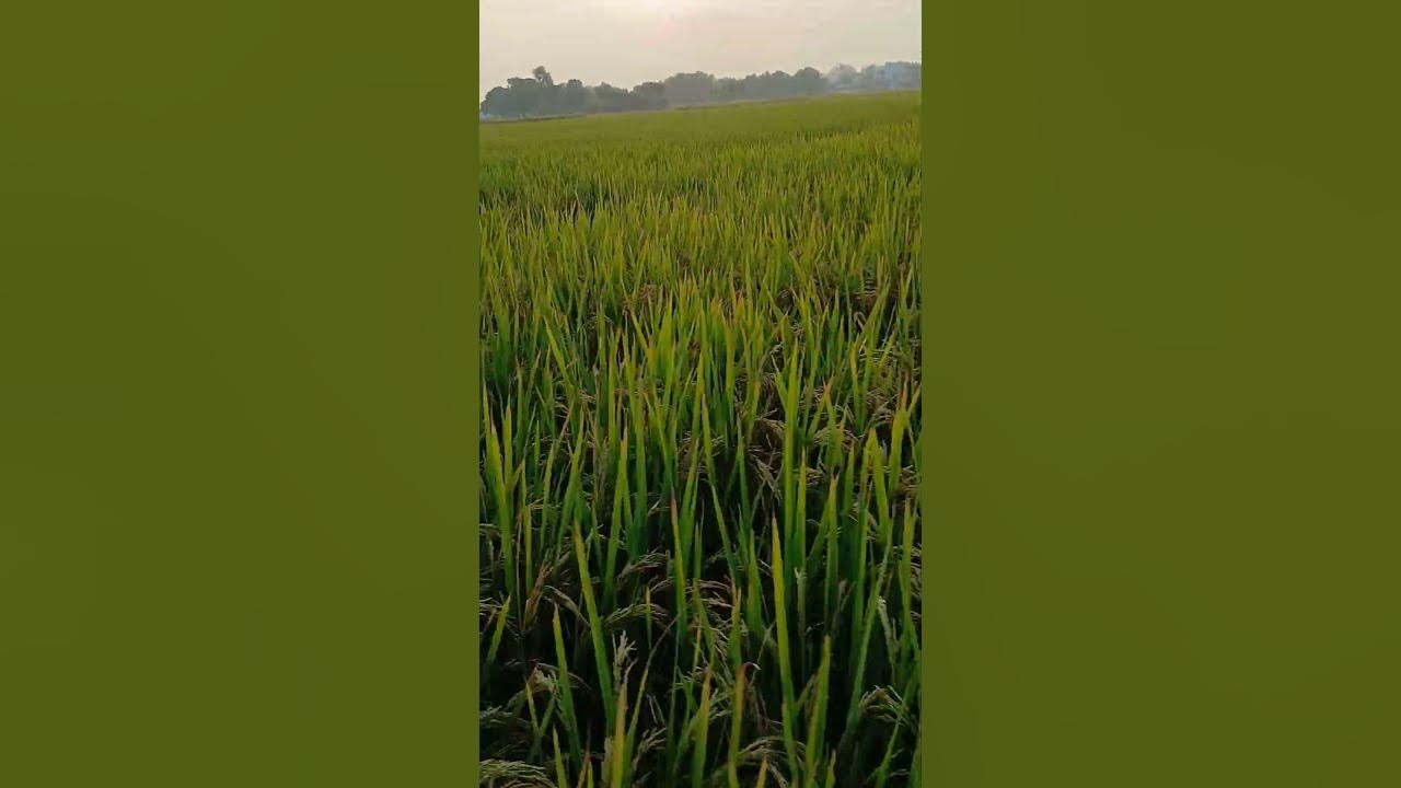 Dhan ki khet - YouTube