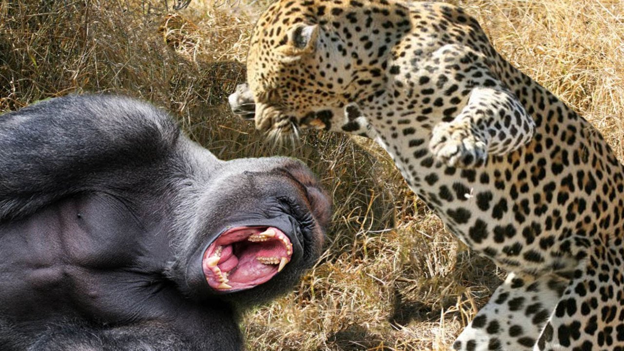 Gorrilla gets hurt because of Leopard attack - YouTube