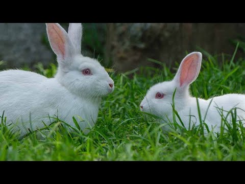 Cute Baby Rabbits Doing Funny Things - Best Of Baby Bunnies Compilation ...