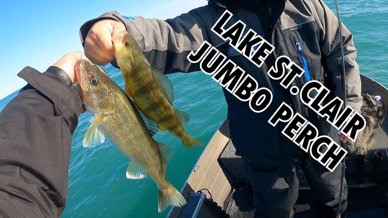 JUMBO PERCH Dropshot on Lake St.Clair - Lake St.Clair Fishing - YouTube