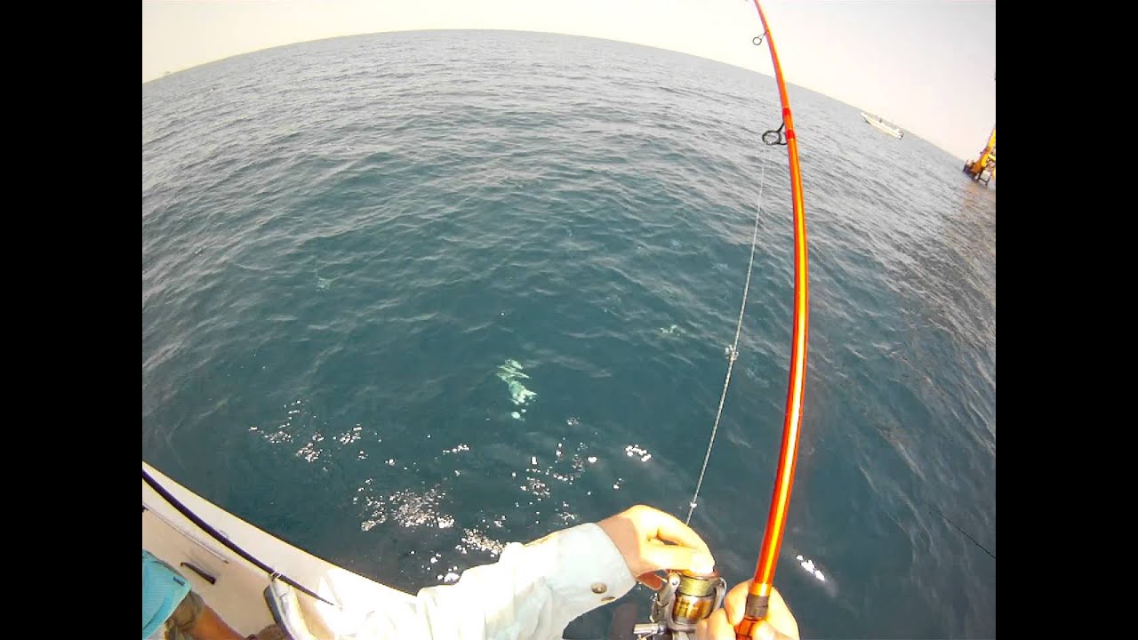 Chicken Dolphin on Light Tackle! - 1 - YouTube