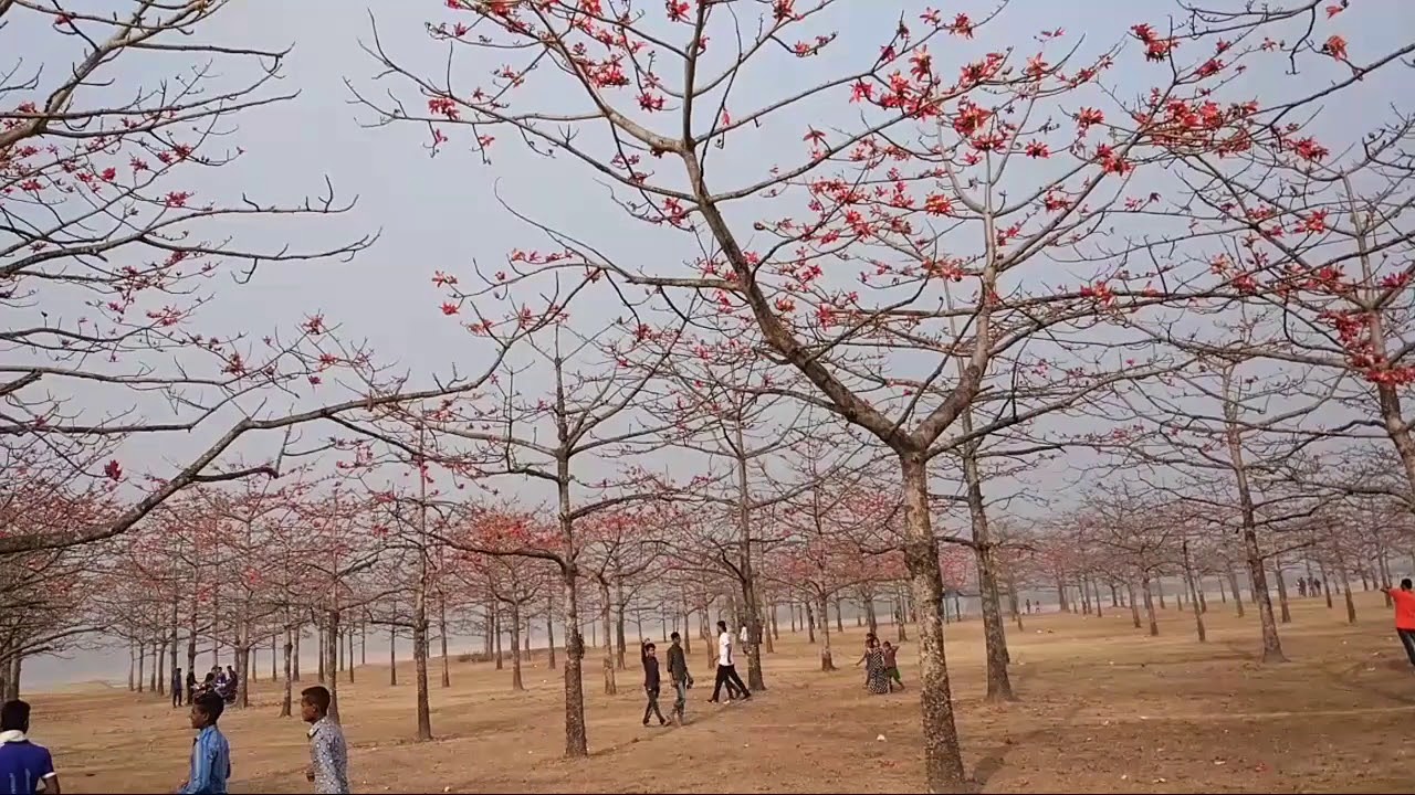 ‌শিমুল বাগান, তা‌হিরপুর, সুনামগঞ্জ Shimul bagan, Tahirpur, Sunamgaonj ...