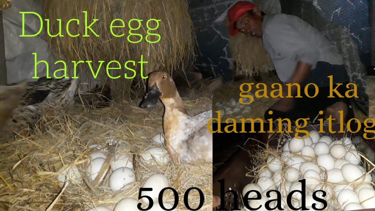 Maagang pag-haharvest ng mga itlog ng itik si manong - YouTube
