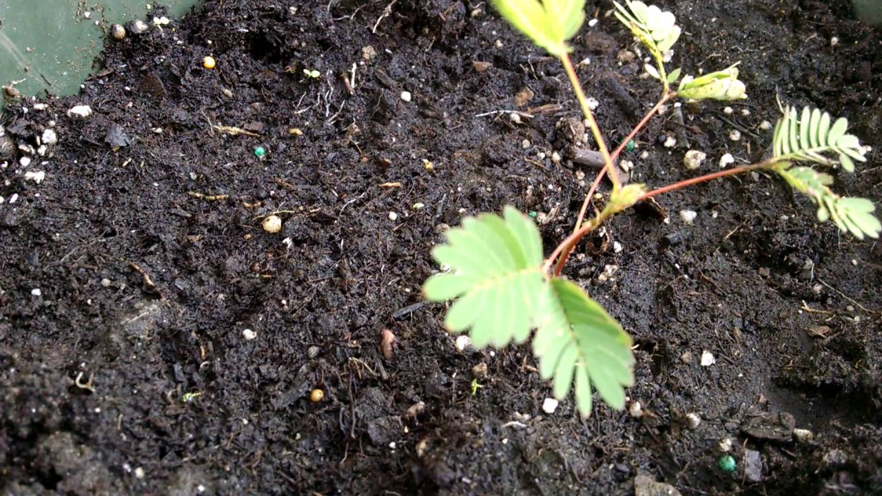 My You No Touch Me plant! - YouTube