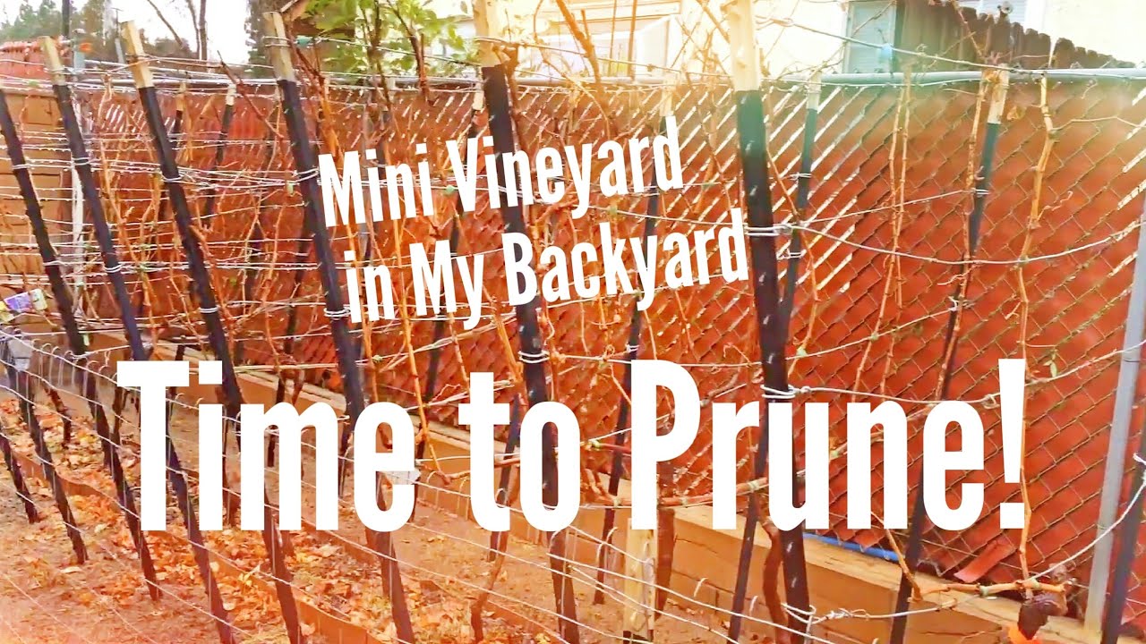 Mini Vineyard in My Backyard: Time to Prune! 01-31-16 (HDEG) - YouTube