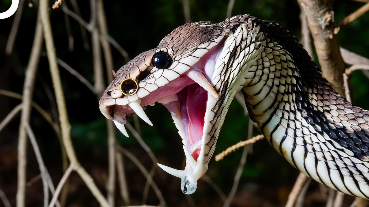 Snake Poisons: Nature's Chemical Weapons | Race Of Life - YouTube