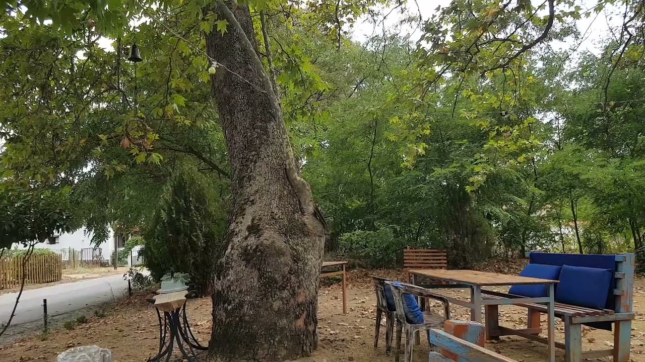 ΚΑΒΑΛΑΡΙ ΜΟΥΡΙΩΝ ΚΙΛΚΙΣ - ΠΑΡΑΔΟΣΙΑΚΗ ΤΑΒΕΡΝΑ "ΤΟ ΠΑΤΡΙΚΟ" - YouTube
