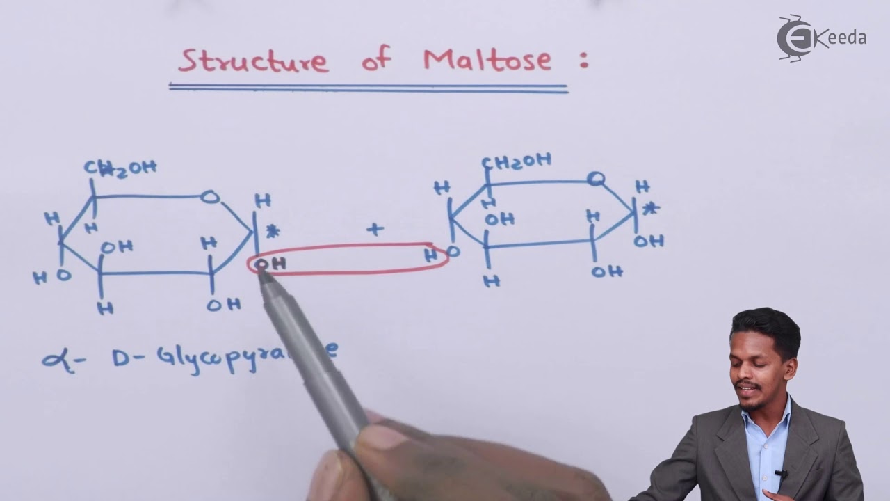 Structure of Maltose - Biomolecules - Chemistry Class 12 - YouTube