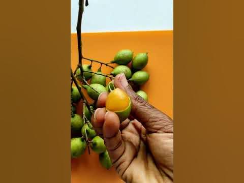 Guinep Fruit, What is it called where you're from? #shorts - YouTube