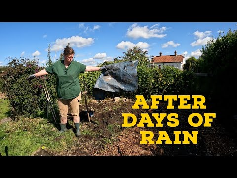 starting the 3rd BED, plus DOG cam and DAMSON GIN to look forward to ...