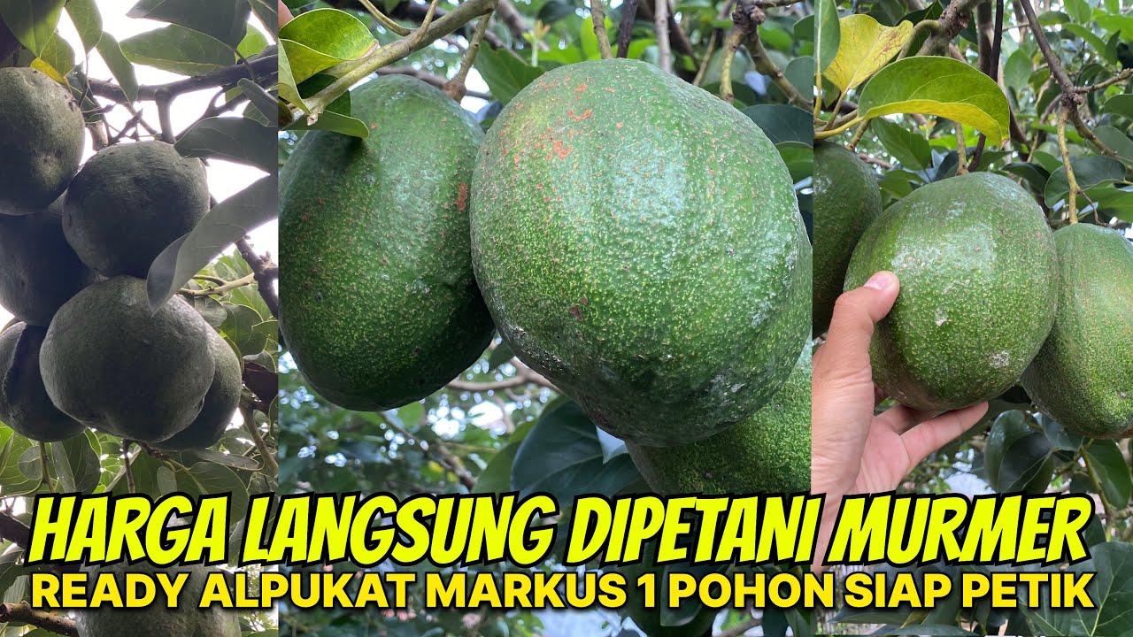 Alpukat Markus Tua Siap Petik Harga Ekonomis Murmer Langsung dari ...