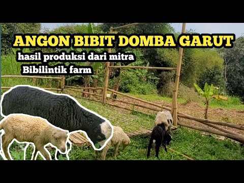 NGUMBAR BIBIT DOMBA GARUT HASIL PRODUKSI || #bibilintikfarm - YouTube