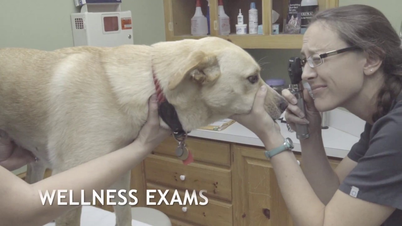 Animal Hospital On Milam Road