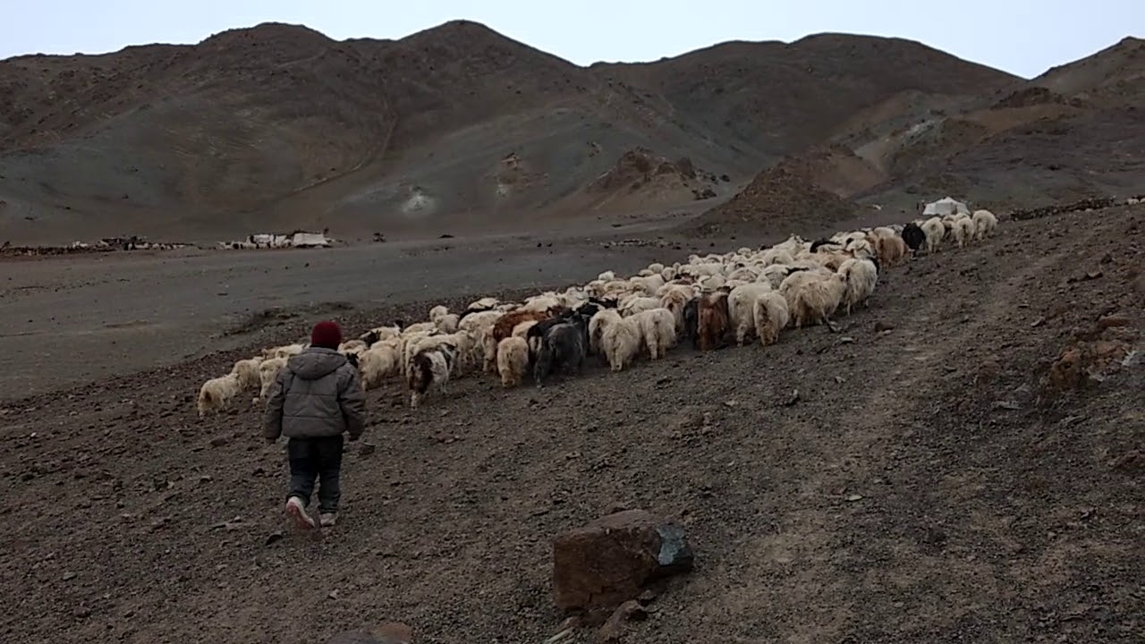 Living with the changpa nomads in Changthang - YouTube