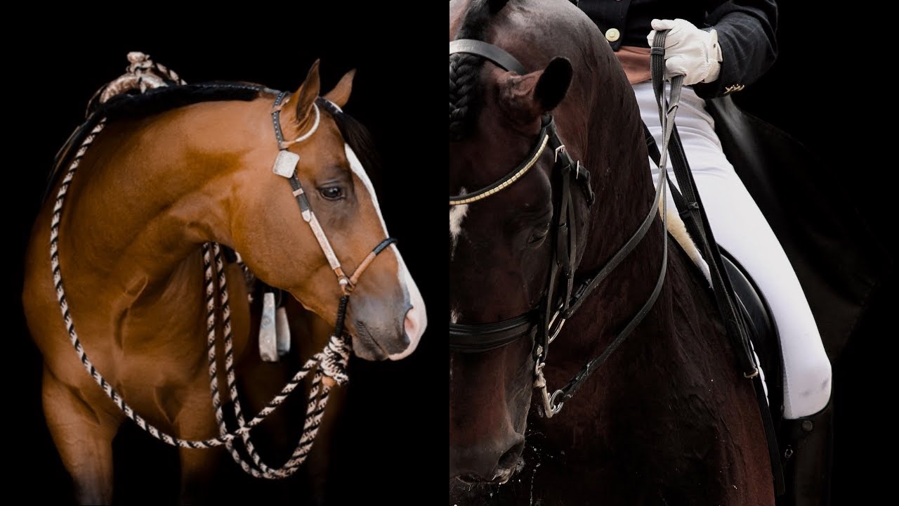 Roundtable Rival || Western V.S Dressage || - YouTube