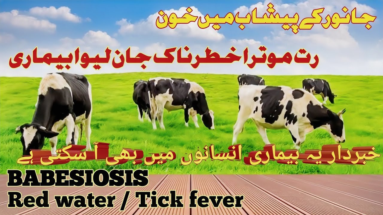 Red water in cow/ Tick fever Babesiosis/Red water in cattle treatment ...