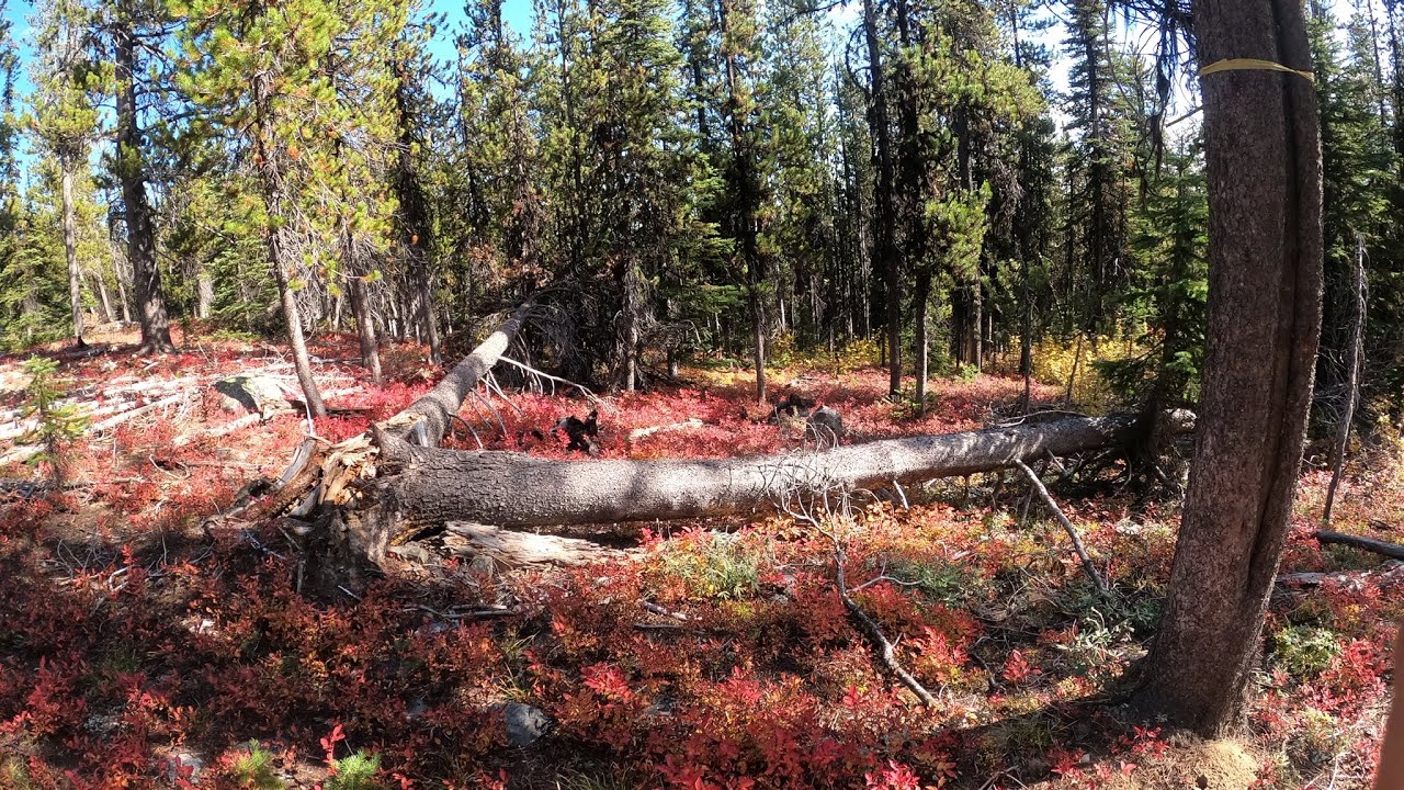 Hiking Gruhl’s Pool Loop in the Fall on Mount Baldy - YouTube