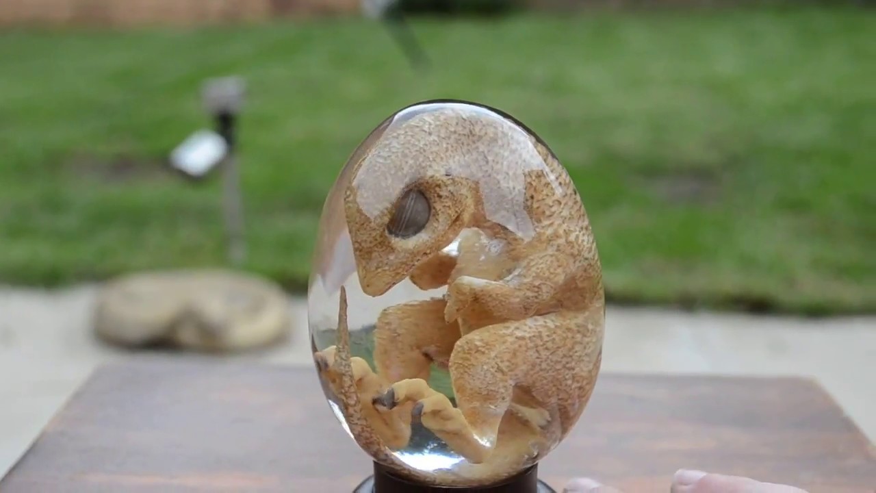 REBOR Chickenosaurus embryo - YouTube
