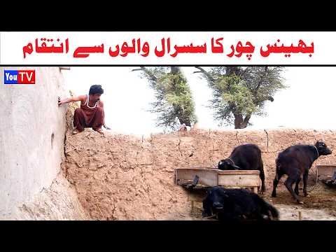 Number daar Bhains Chor Ka Susraal Intaqam New Funny Video |Most Comedy Funny Video | You Tv Hd 2025