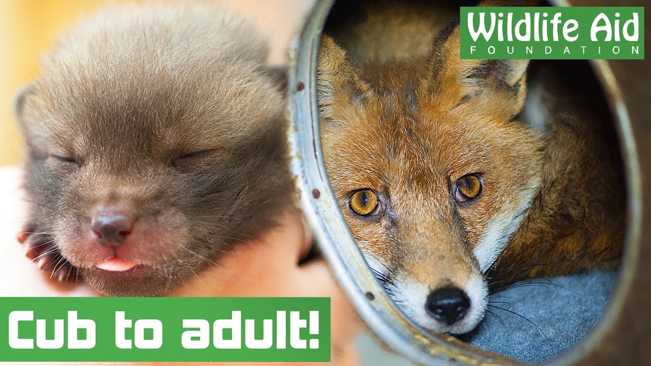 CUTE orphaned BABY FOXES return to the wild! - YouTube