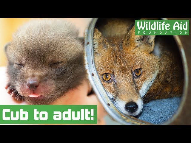 Baby Foxes For Adoption