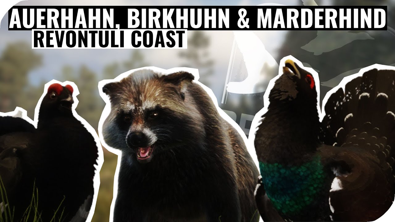 Auerhahn, Birkhuhn und Maderhund in Revontli Coast! || theHunter Call of the Wild - YouTube