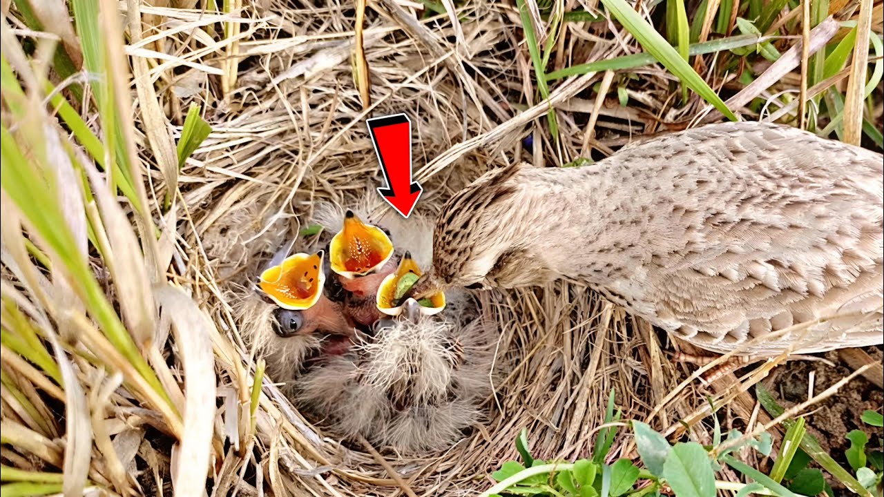 Mother lark got one worm as food but all three babies are hungry ...
