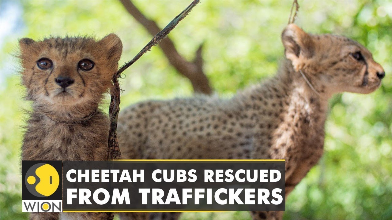 Cheetah cubs in Somaliland fight against animal trafficking and global ...