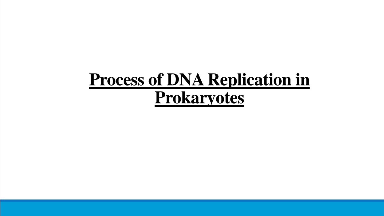 DNA Replication in Prokaryotes I Presentation I @SlideShare_PPT - YouTube
