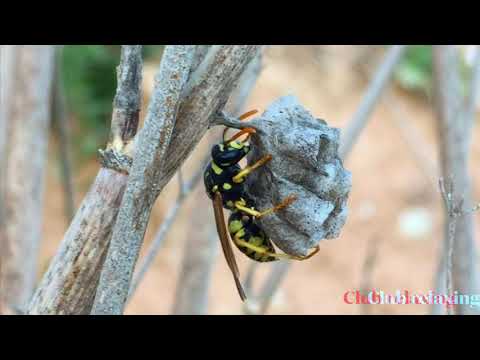 EXTREME WASP SWARM SOUNDS (1 HOUR) - YouTube