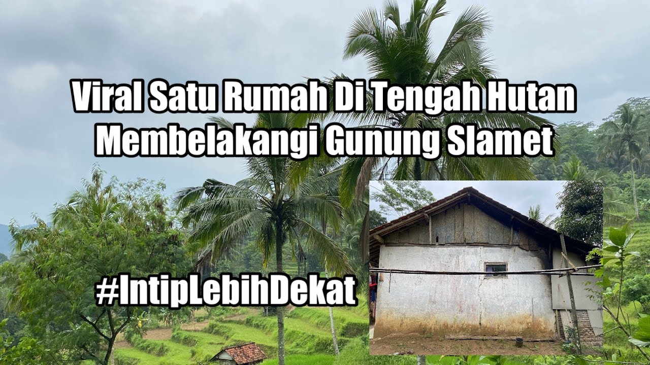 Satu Rumah Di Tengah Hutan || Ada Anak Kecil Sedang Ngasih Makan Hewan ...