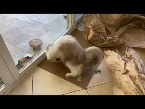 Ragdoll Cat Wrestling Match! - YouTube