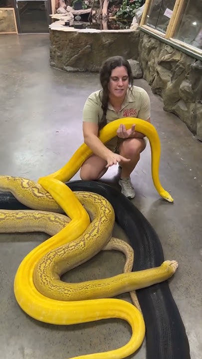 THREE GIANT RETICULATED PYTHONS😳 - YouTube