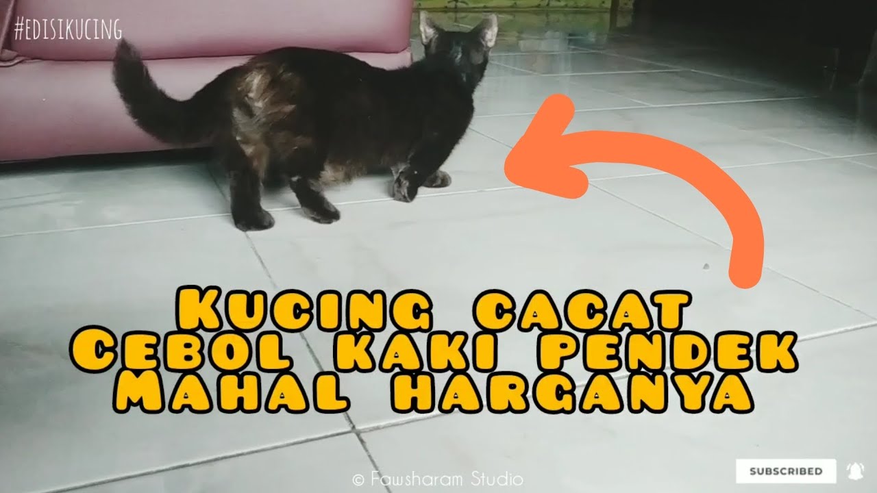 KUCING CACAT CEBOL KAKI PENDEK MAHAL ADOPSI NYA JENIS MUNCHKIN MUKA ...