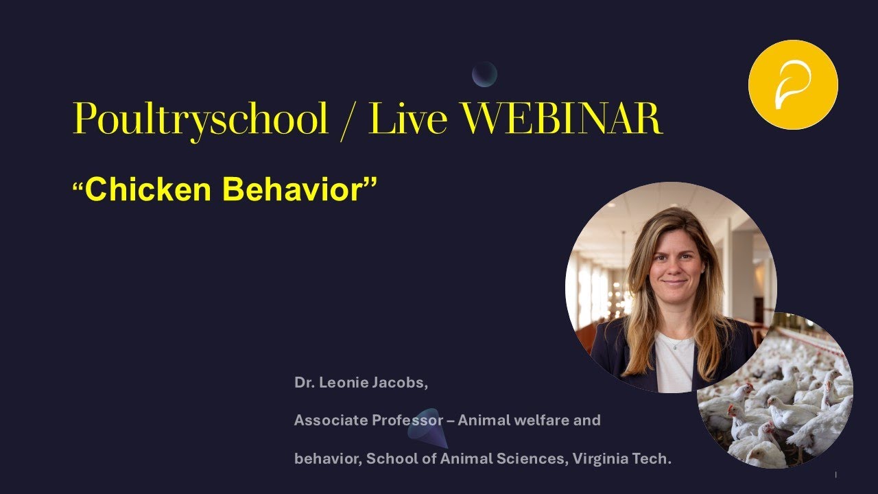 Chicken Behavior - Dr. Leonie Jacobs - YouTube