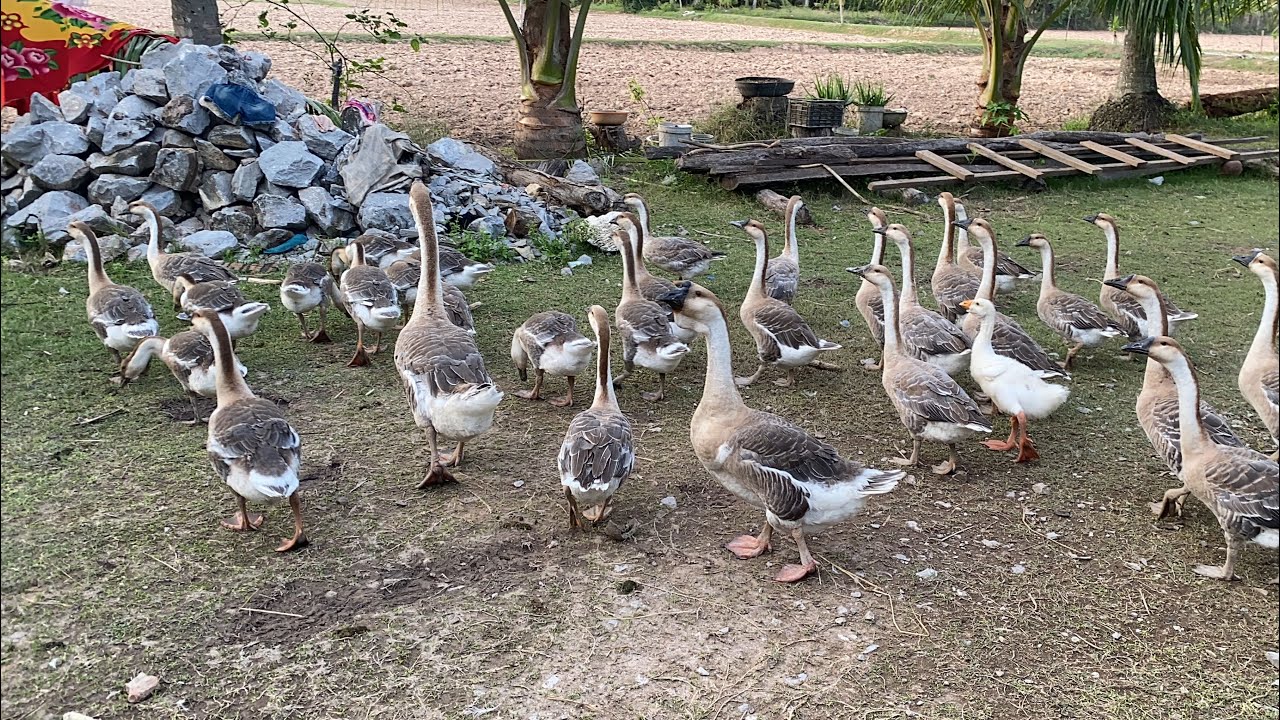 Funny Goose Chasing Babies Compilation | Thik - YouTube